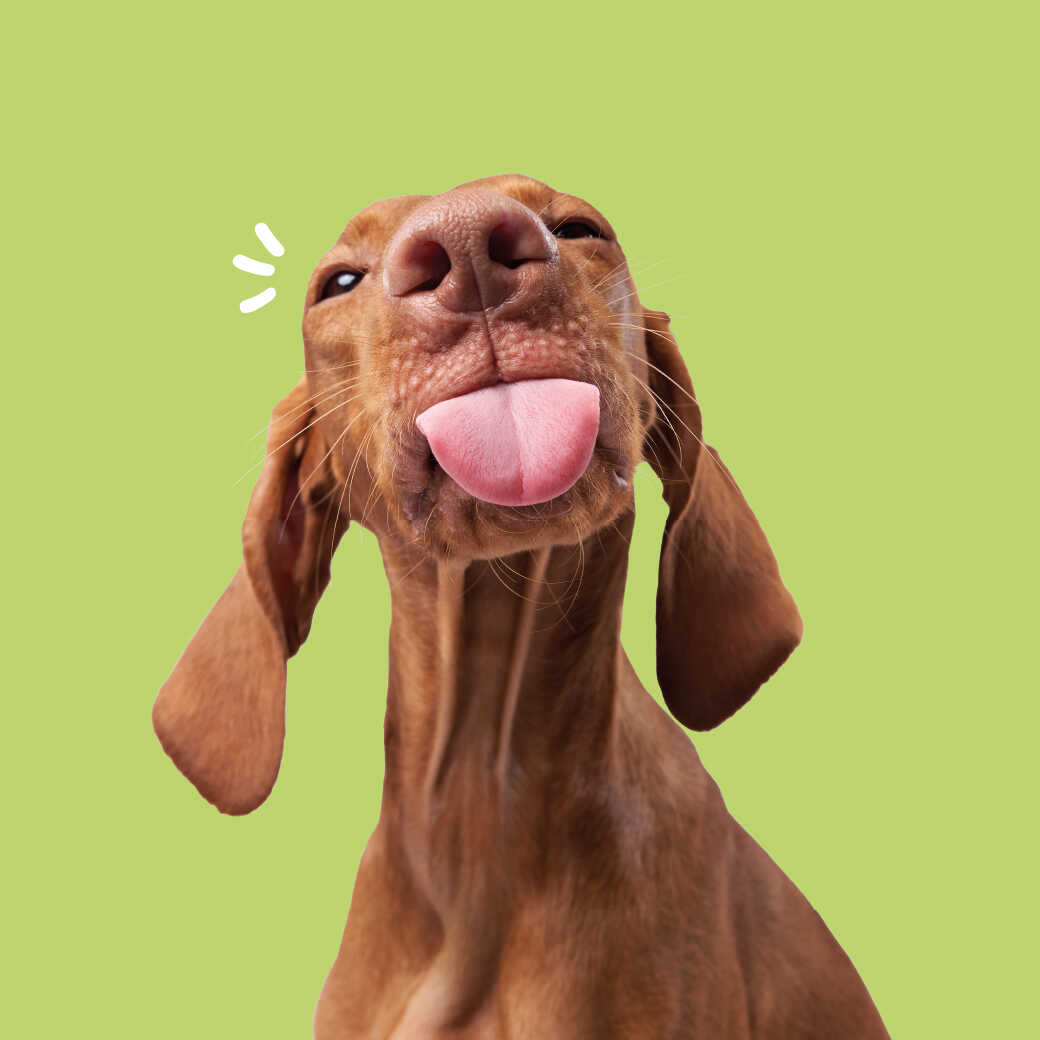 Pack 3 Snacks para perros razas pequeñas – MAIKAI PETS